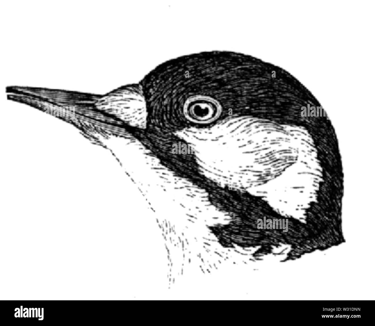 Picoides Black and White Stock Photos & Images - Alamy