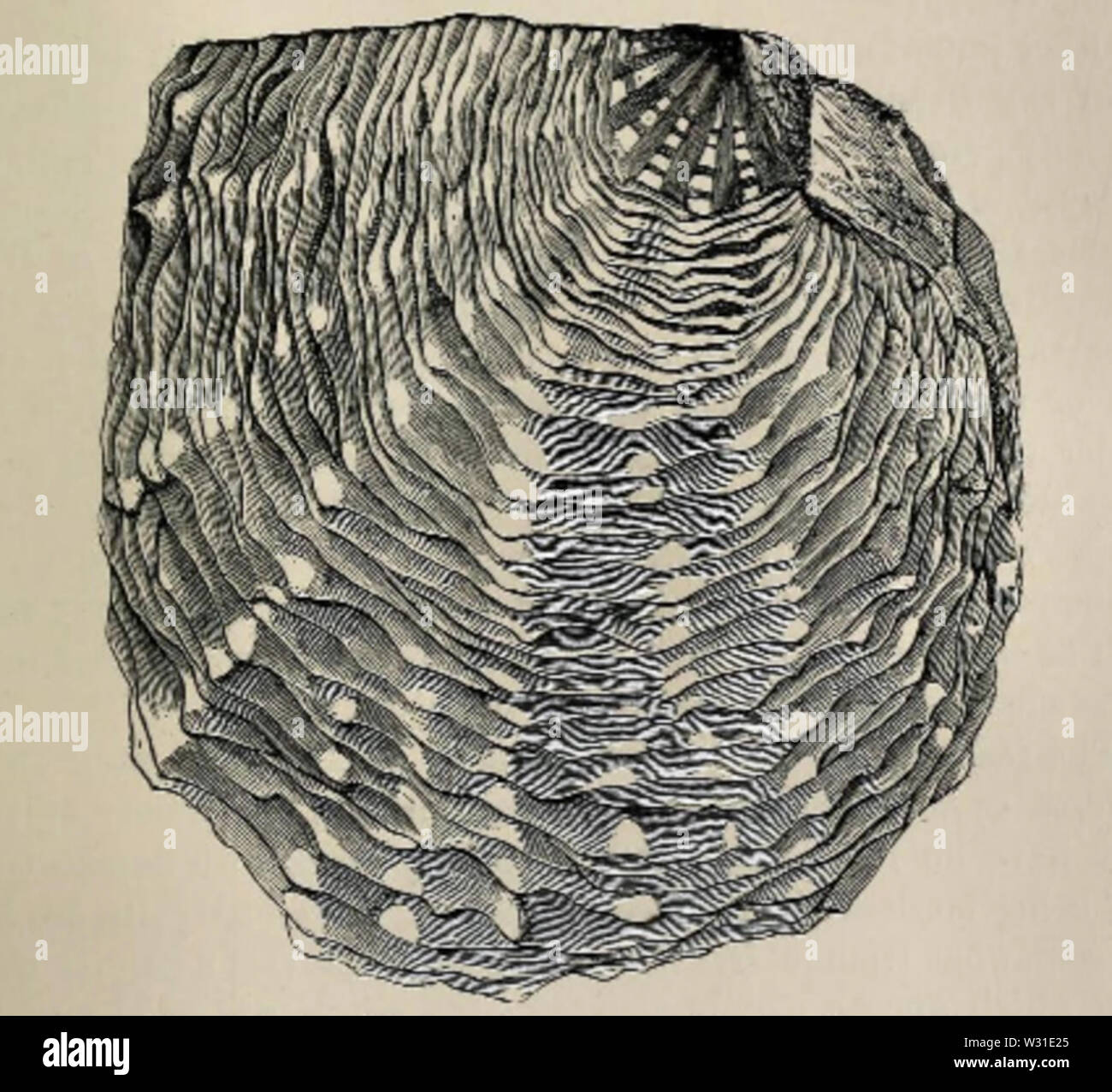 Pinctada margaritifera hi-res stock photography and images - Alamy