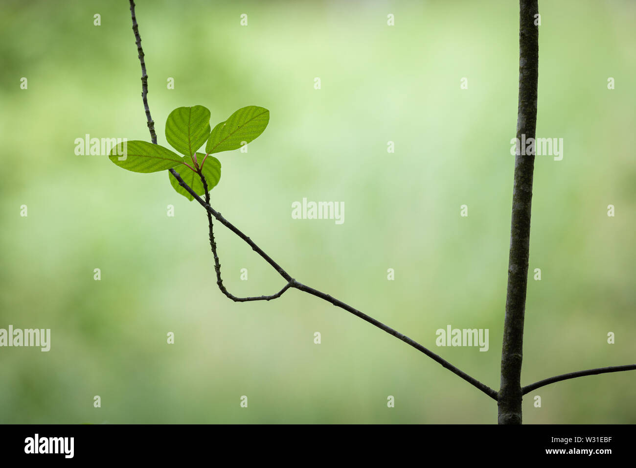 Long thin leaves hi-res stock photography and images - Alamy