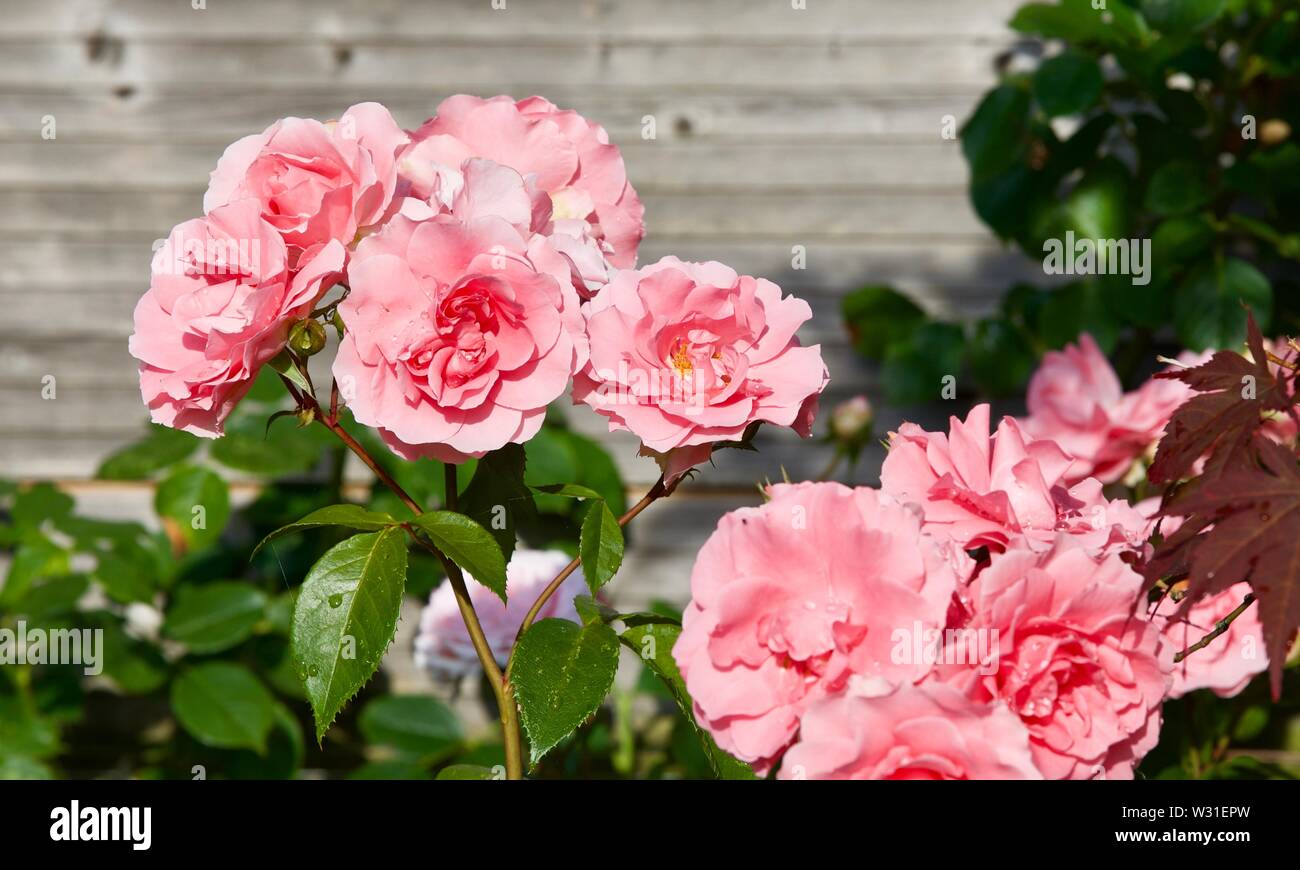 Rosa You're Beautiful - Rose of the Year 2013 Stock Photo - Alamy