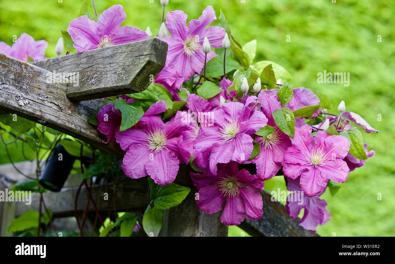 Clematis arch hi-res stock photography and images - Alamy