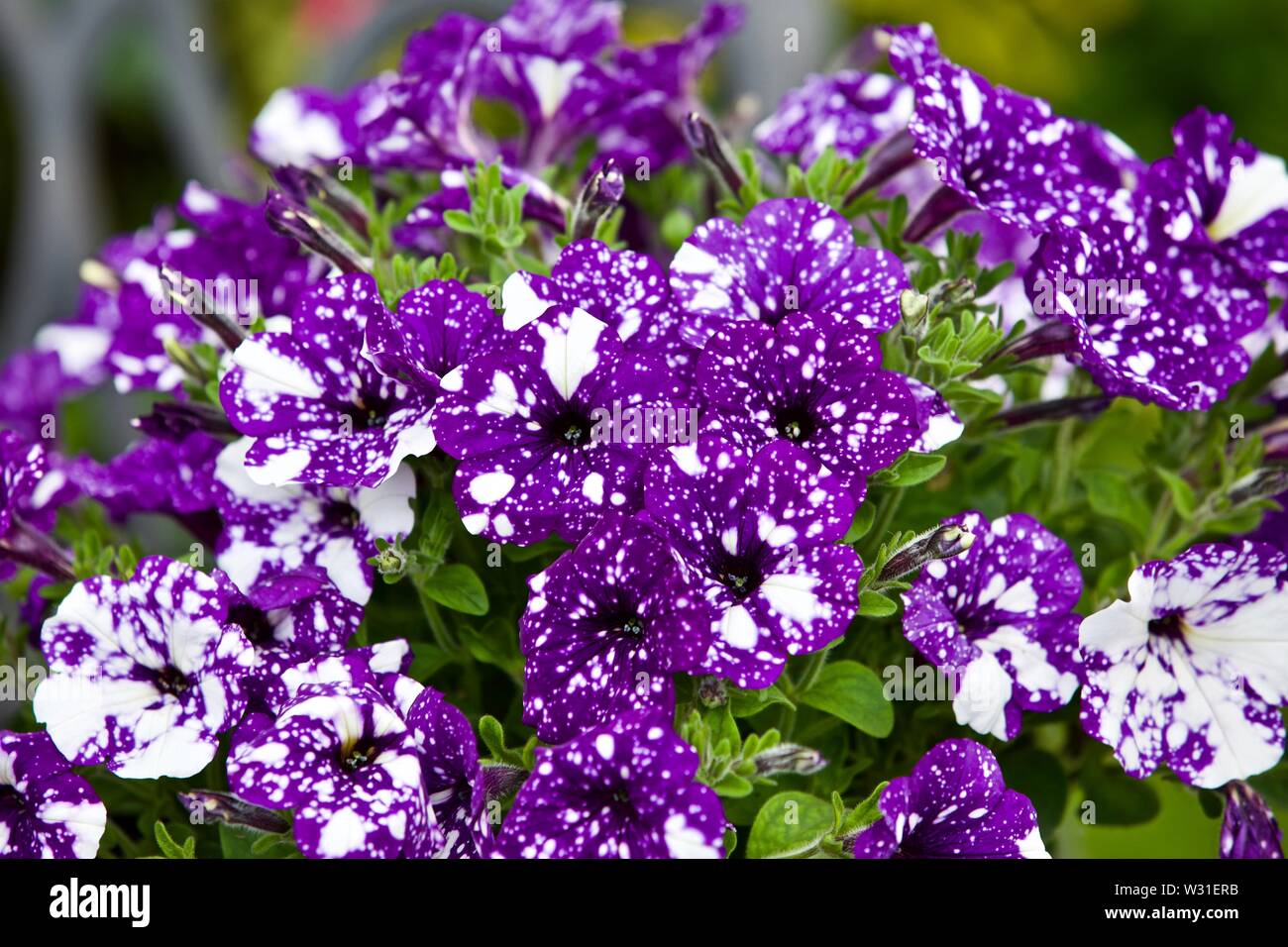 Petunia 'Night Sky' Stock Photo - Alamy