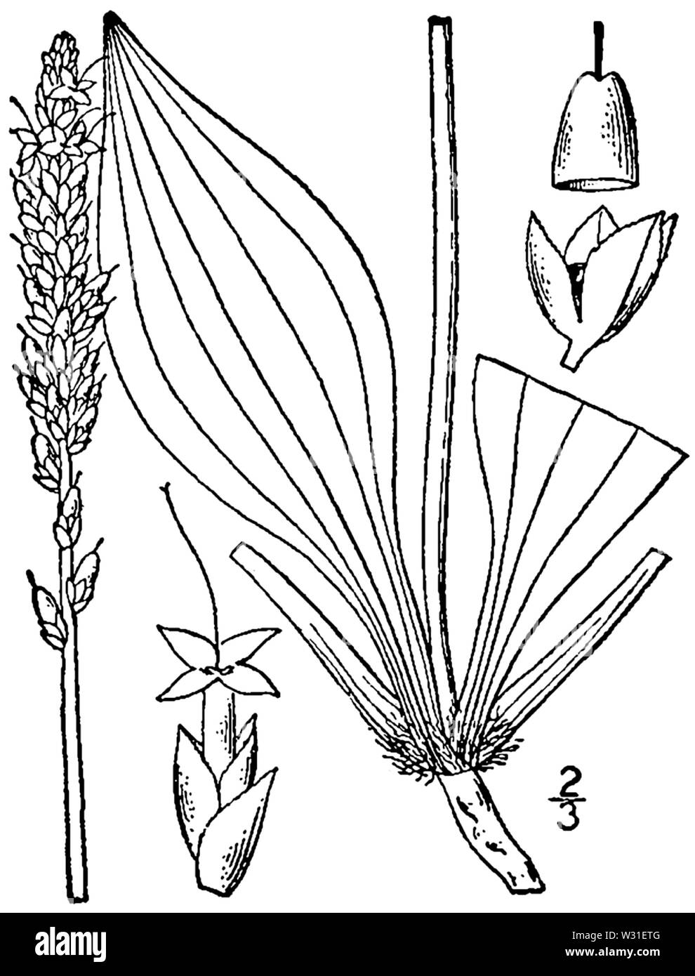 Plantago 1 hi-res stock photography and images - Alamy