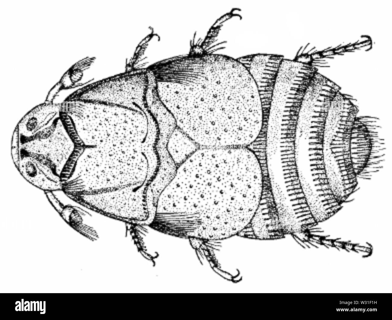 Castoris hi-res stock photography and images - Alamy