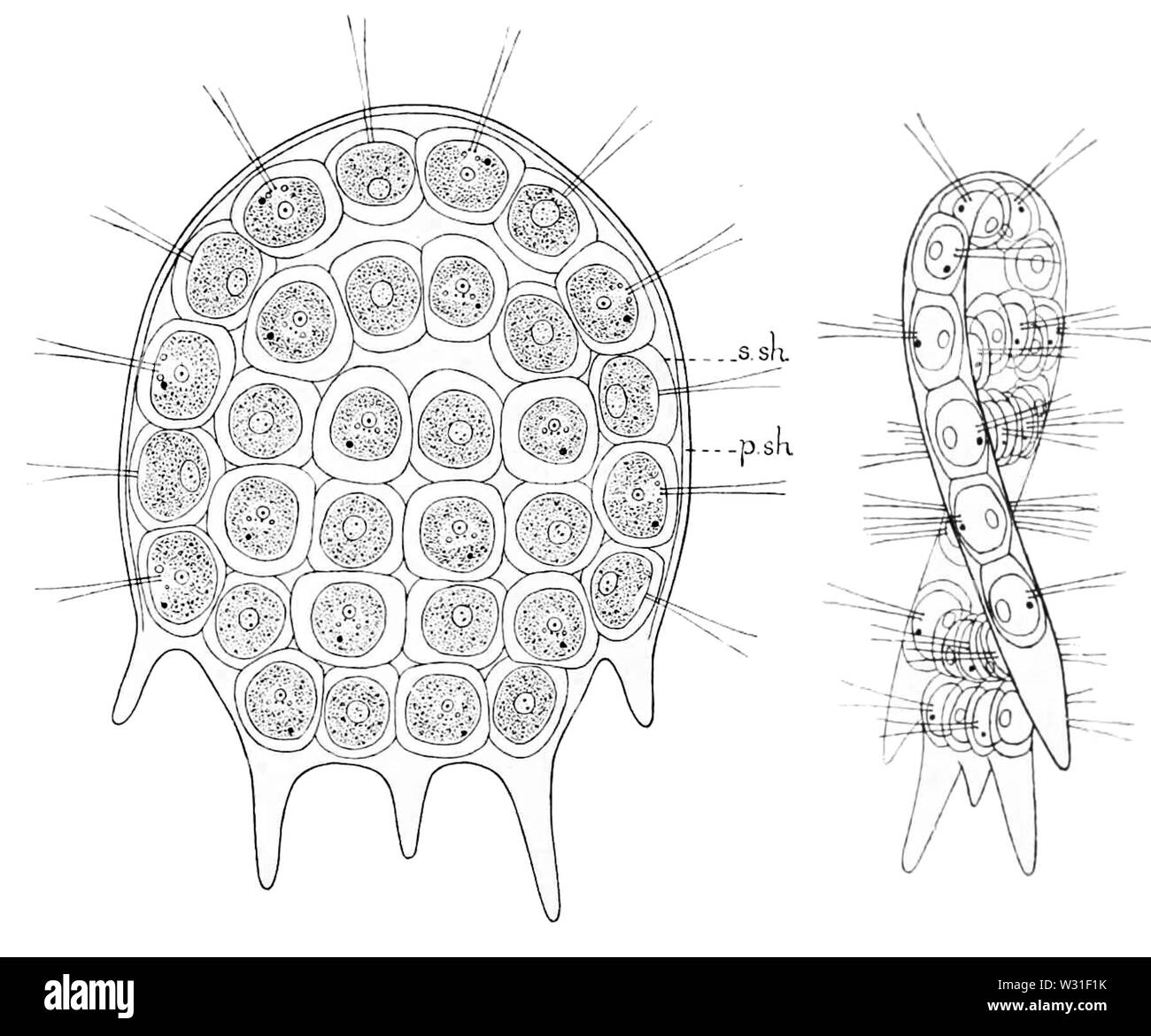 Platydorina caudata by Kofoid (combined Stock Photo - Alamy