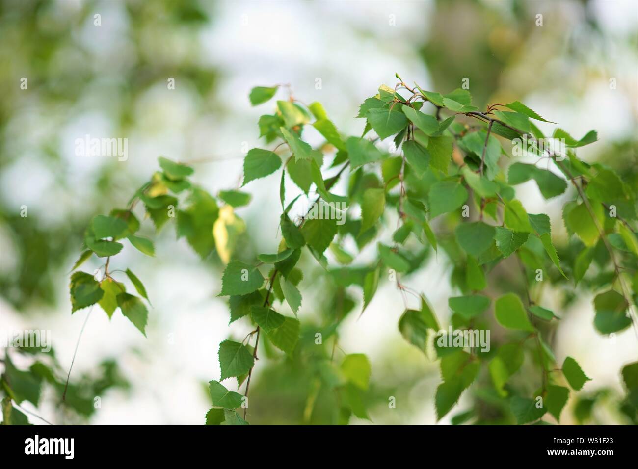 Birch buds on tree branches hi-res stock photography and images - Alamy