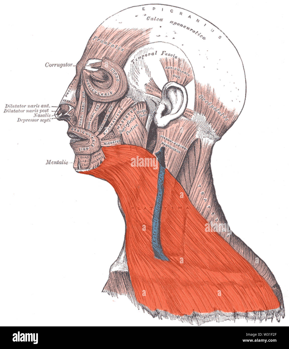 Platysma hi-res stock photography and images - Alamy