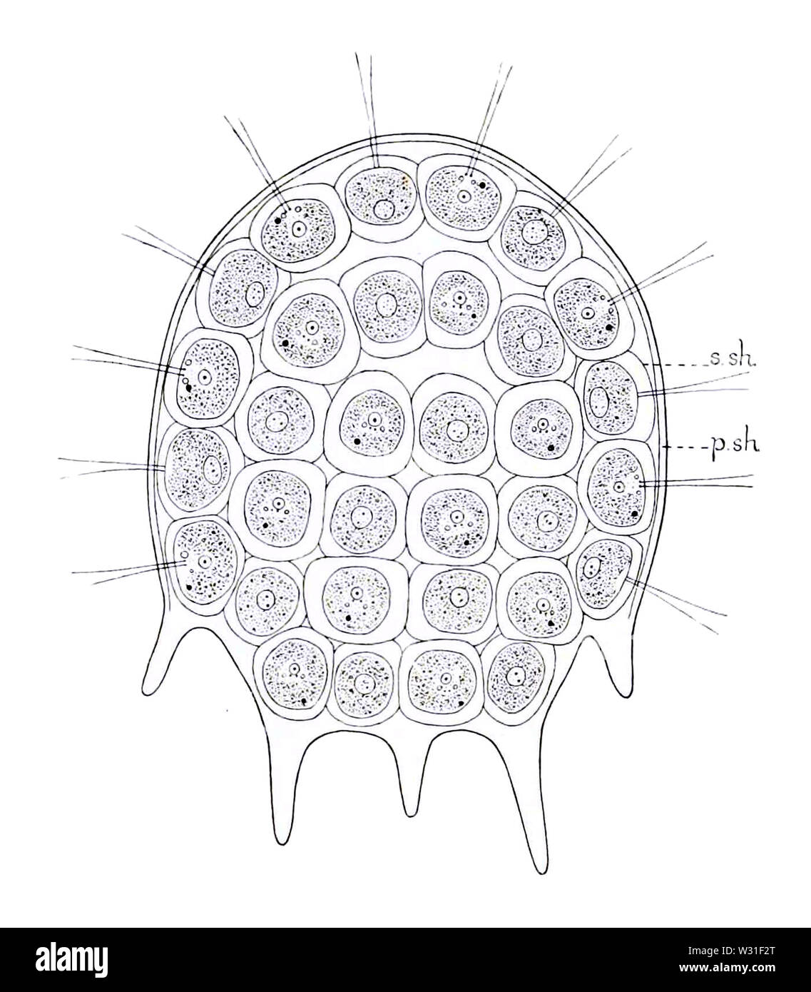 Platydorina caudata by Kofoid Stock Photo - Alamy