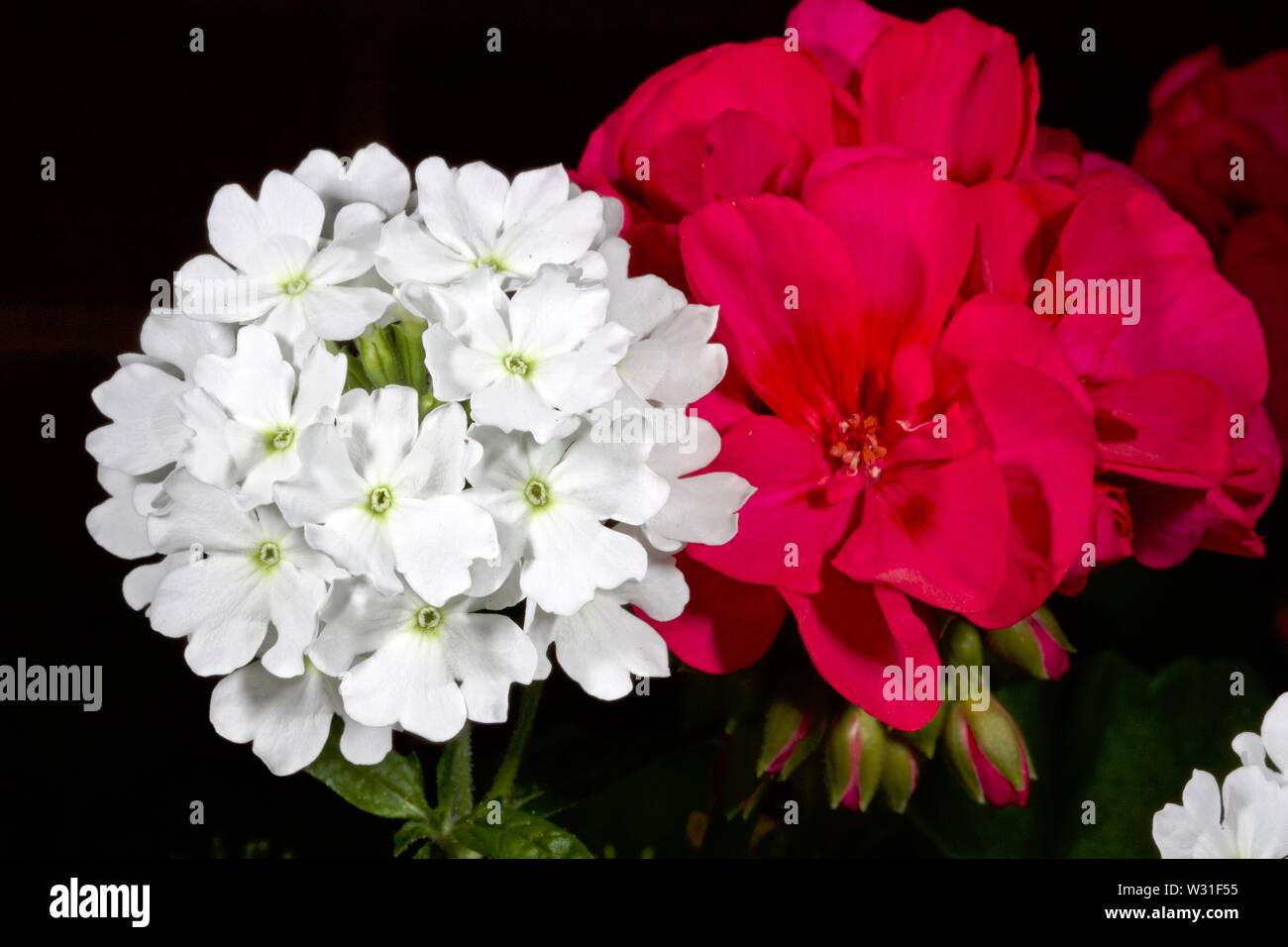 Geranium Toscana High Resolution Stock Photography and Images - Alamy