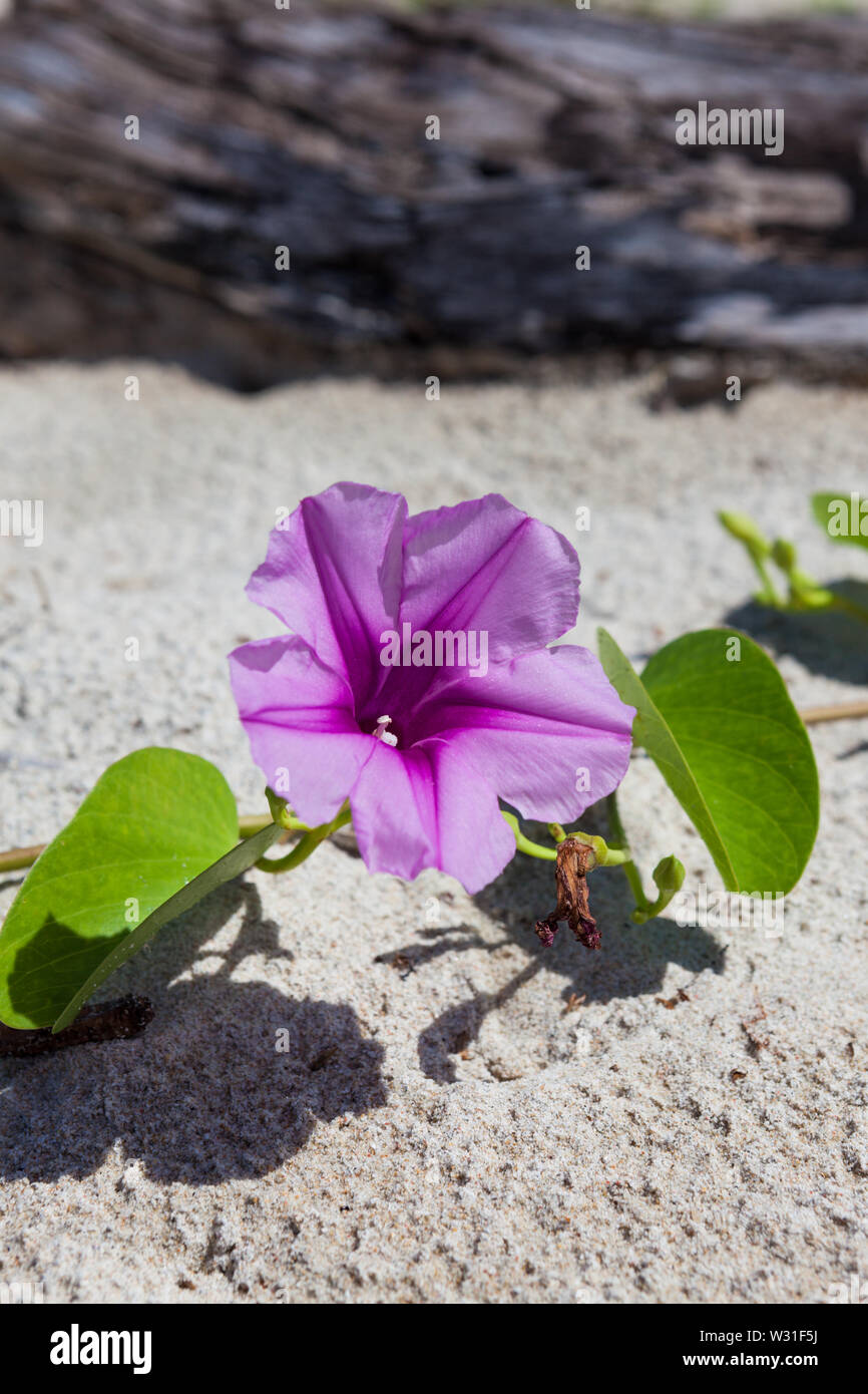 Beautiful purple flower at beach Stock Photo - Alamy