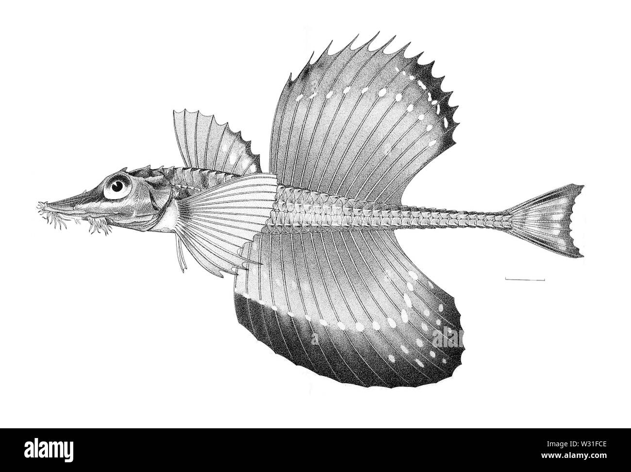 Sachi hi-res stock photography and images - Alamy