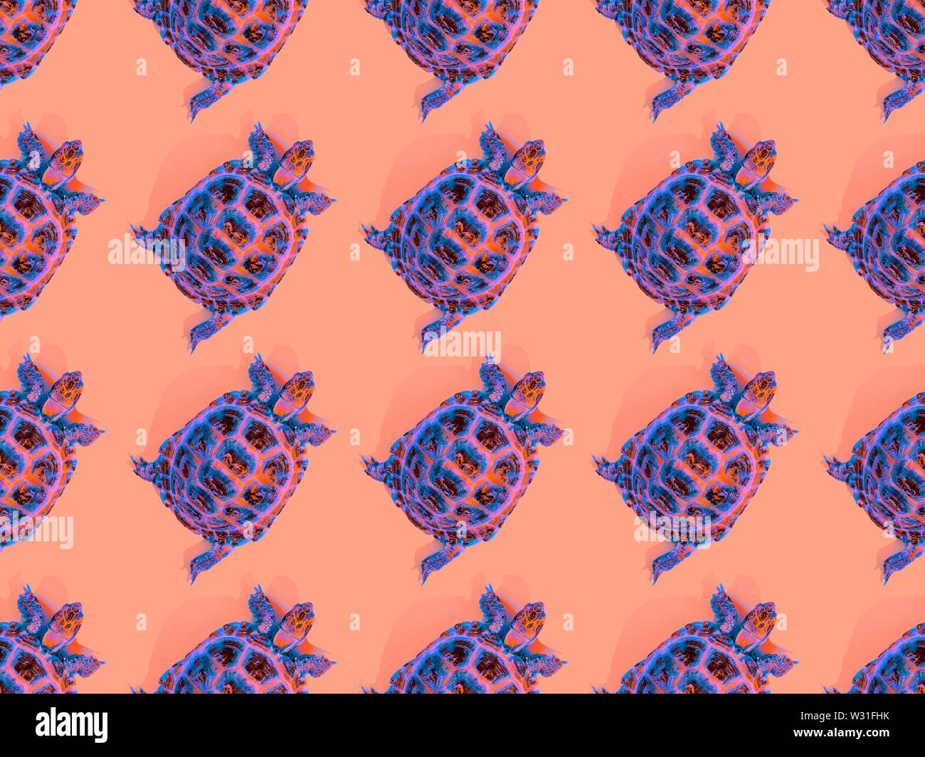 Turtle on orange background trend flat lay concept with fashionable ...