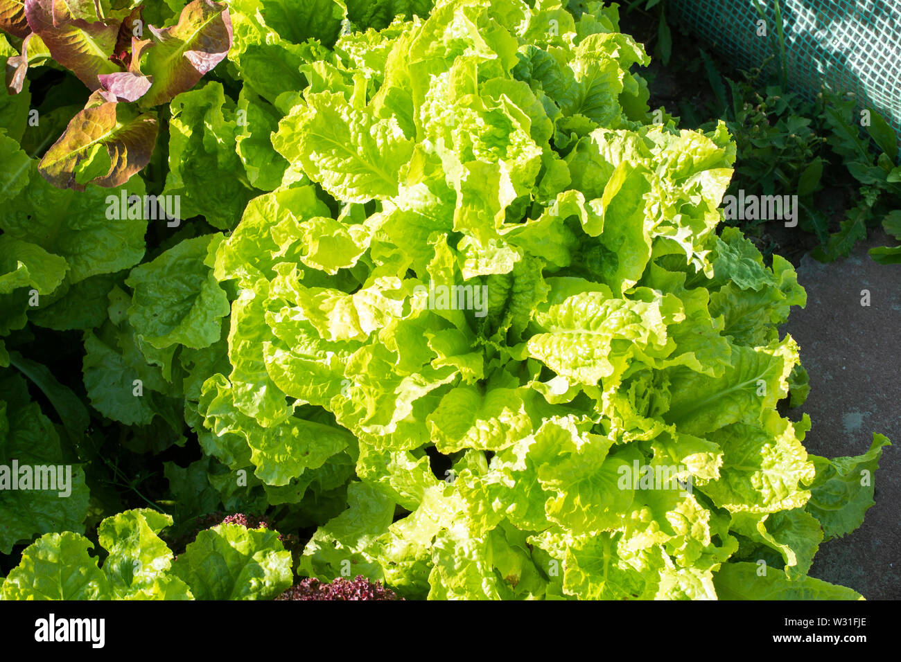 God of the vegetable garden hi-res stock photography and images - Alamy