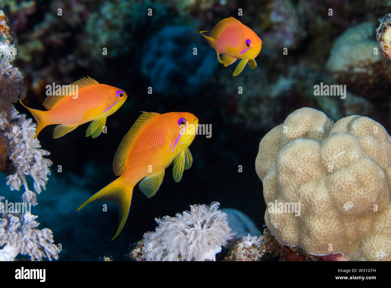 Lyretail anthias hi-res stock photography and images - Alamy