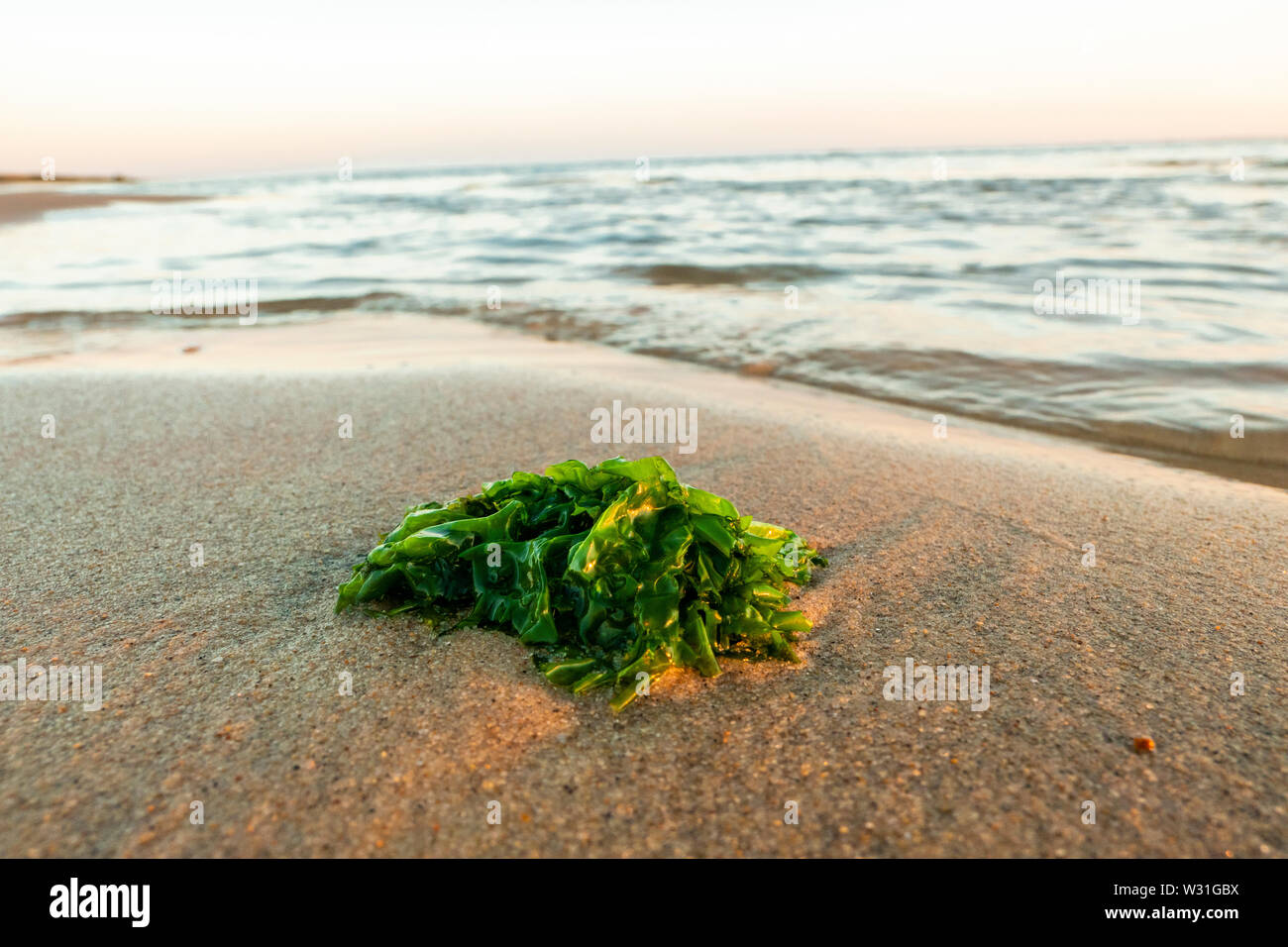 Eat blue green algae hi-res stock photography and images - Alamy