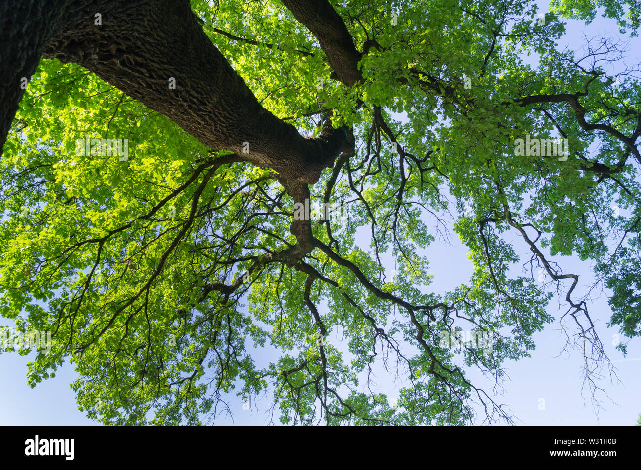 Tree, full of leaves, seen from below Stock Photo - Alamy