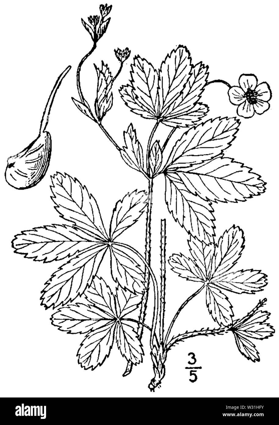 Potentilla simplex drawing Stock Photo - Alamy