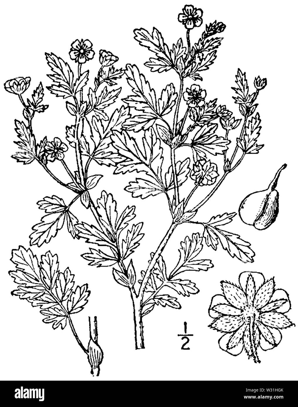 Potentilla paradoxa drawing 02 Stock Photo - Alamy