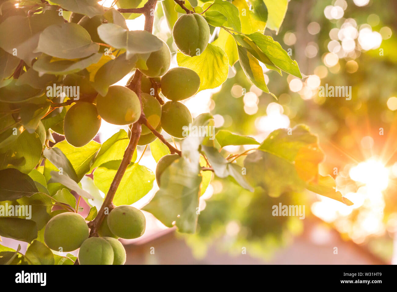 Fruit development hi-res stock photography and images - Alamy