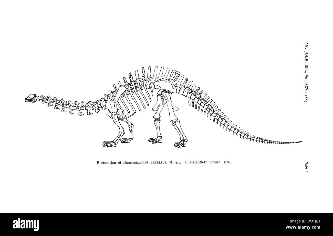 Principal Characters of American Jurassic Dinosaurs; Part VI ...