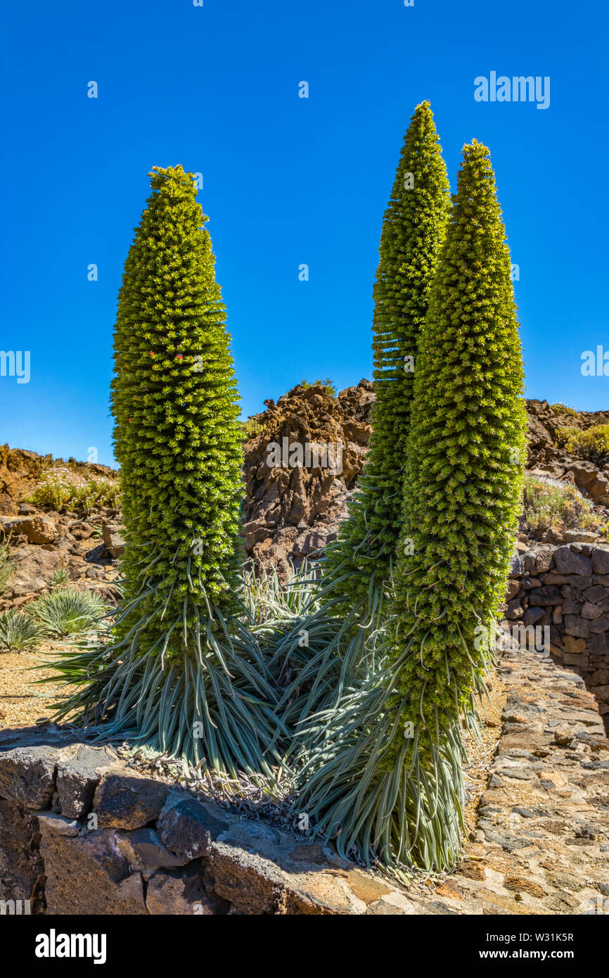 Giant overblown Endemic beautiful flower Tajinaste rojo -Echium ...