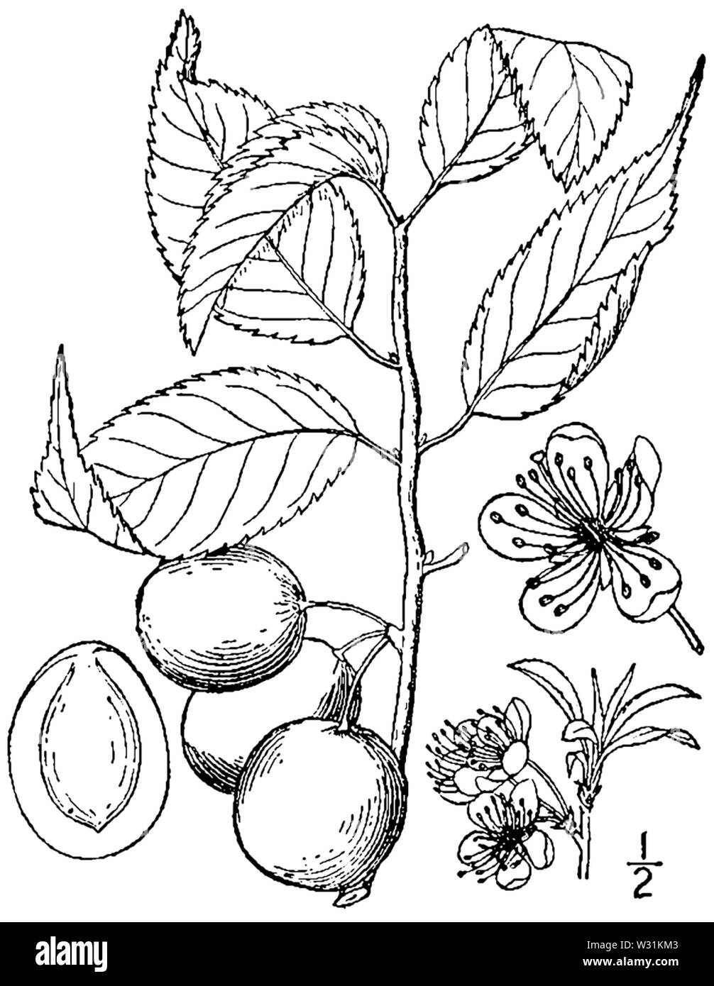 Prunus americana drawing Stock Photo - Alamy