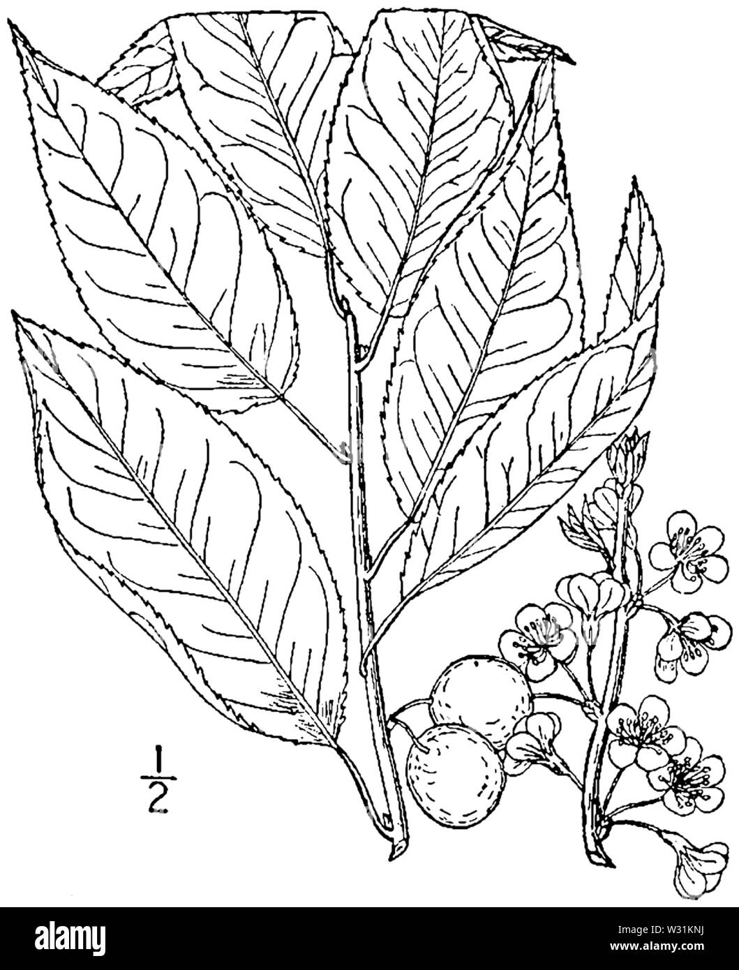 Prunus alleghaniensis drawing Stock Photo - Alamy