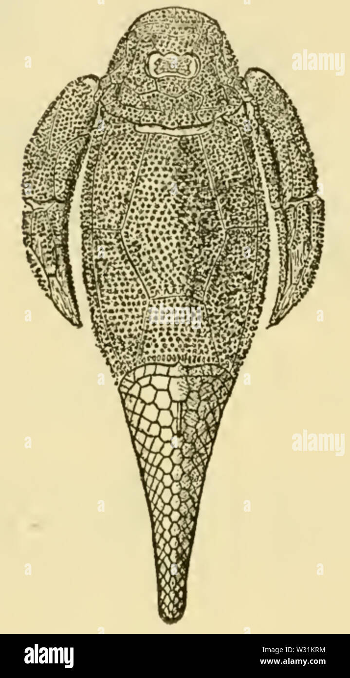 Pterichthys hi-res stock photography and images - Alamy
