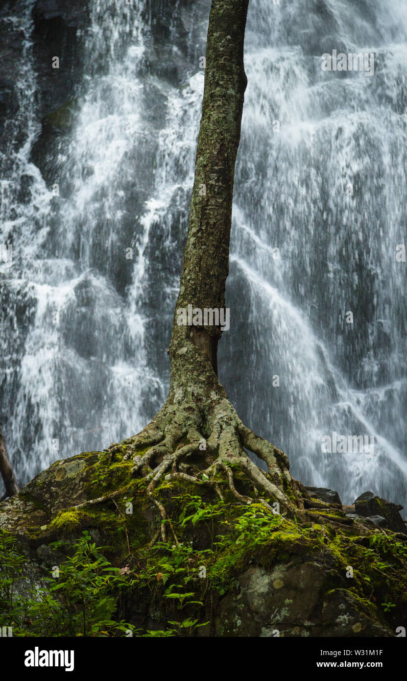 Roots growing into rock hi-res stock photography and images - Alamy