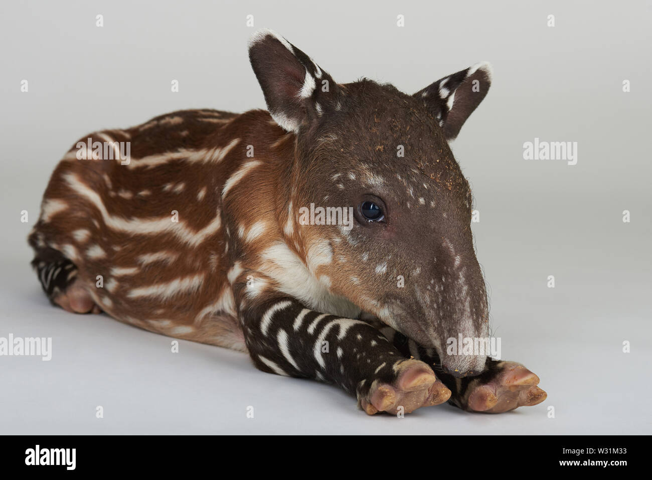 Cute little tapir baby lay on white isolated background Stock Photo - Alamy