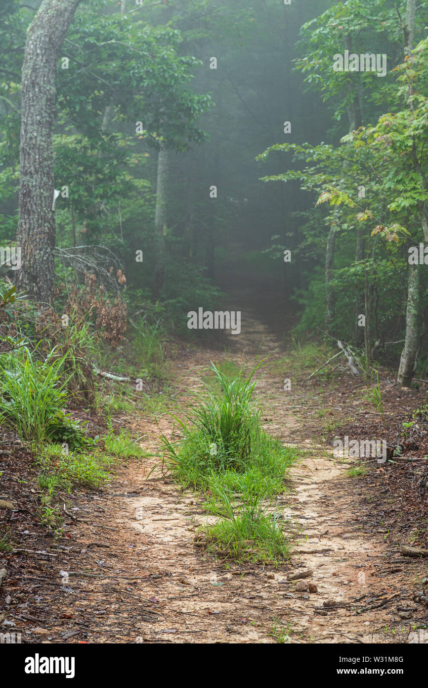 Track through forest north hi-res stock photography and images - Alamy