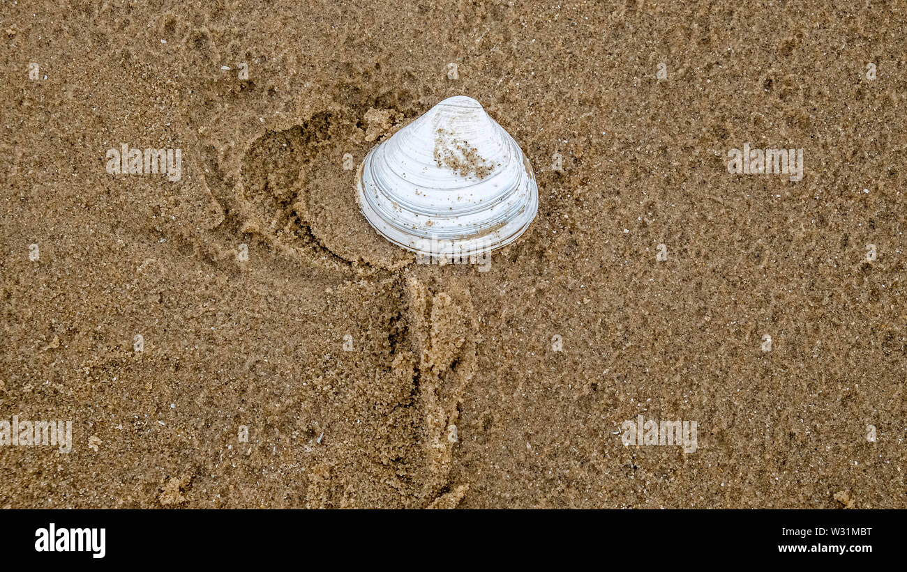 Sea shells on the see shore at New Brighton Stock Photo - Alamy