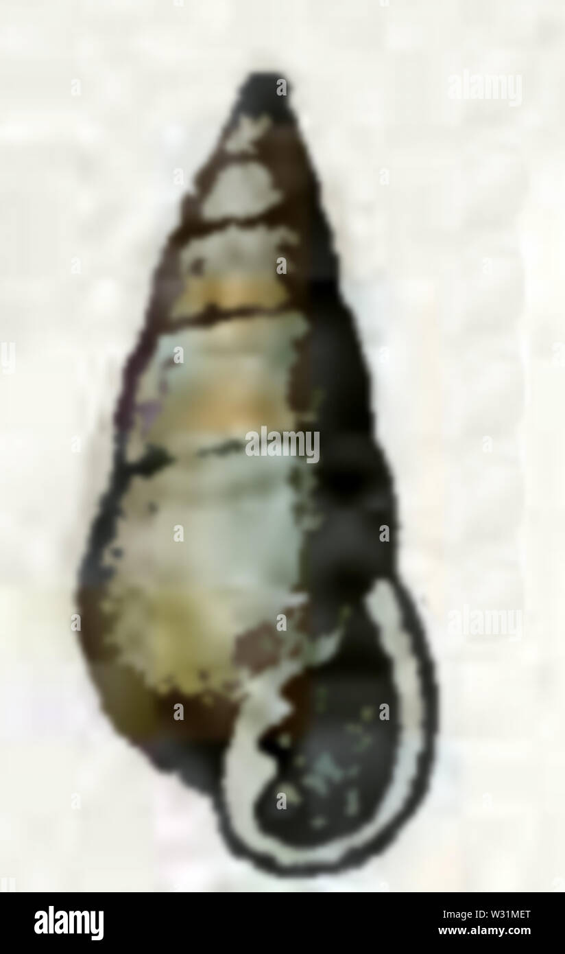 Pyramidella nitidula 001 Stock Photo - Alamy