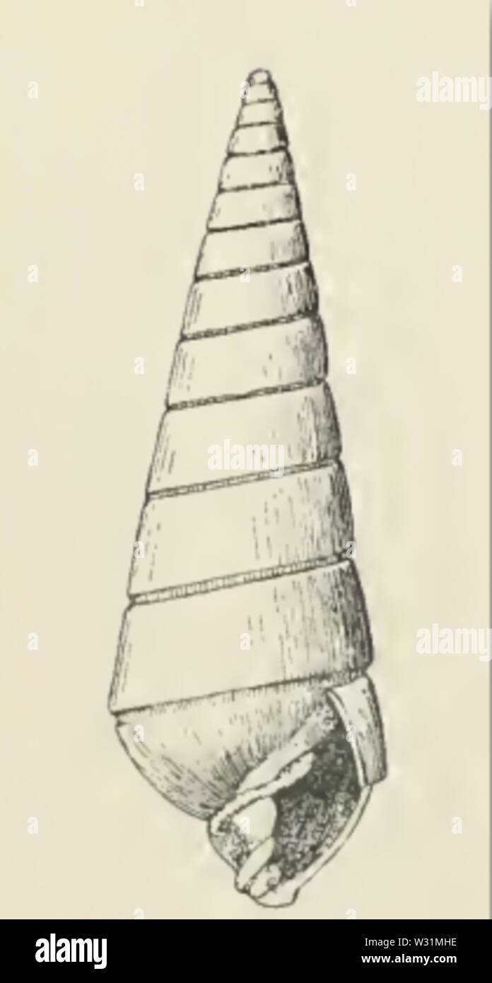 Pyramidella conica 001 Stock Photo - Alamy