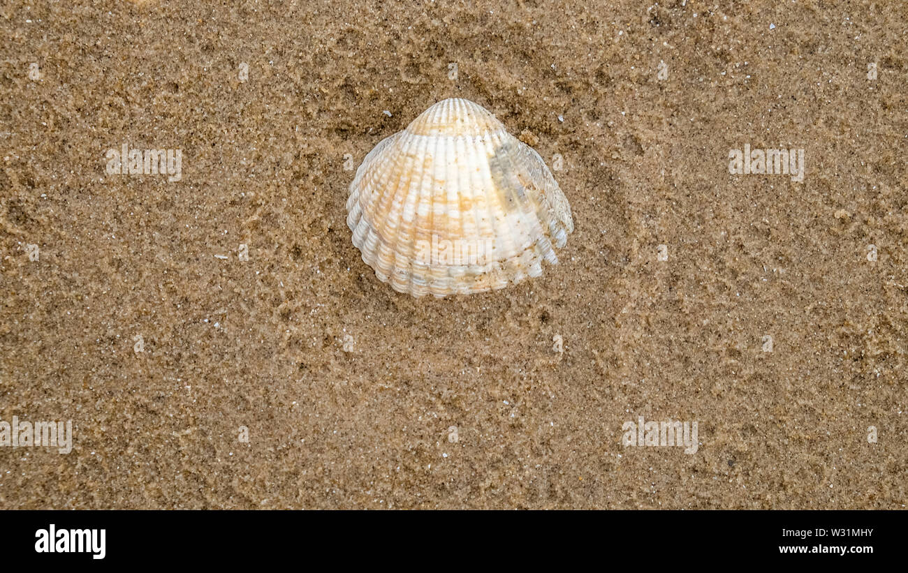 Sea shells on the see shore at New Brighton Stock Photo - Alamy