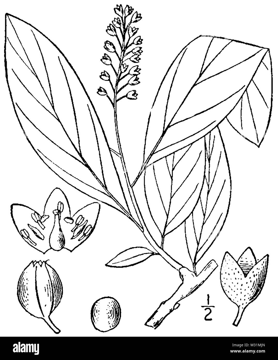 Pyrularia pubera BB-1913 Stock Photo - Alamy