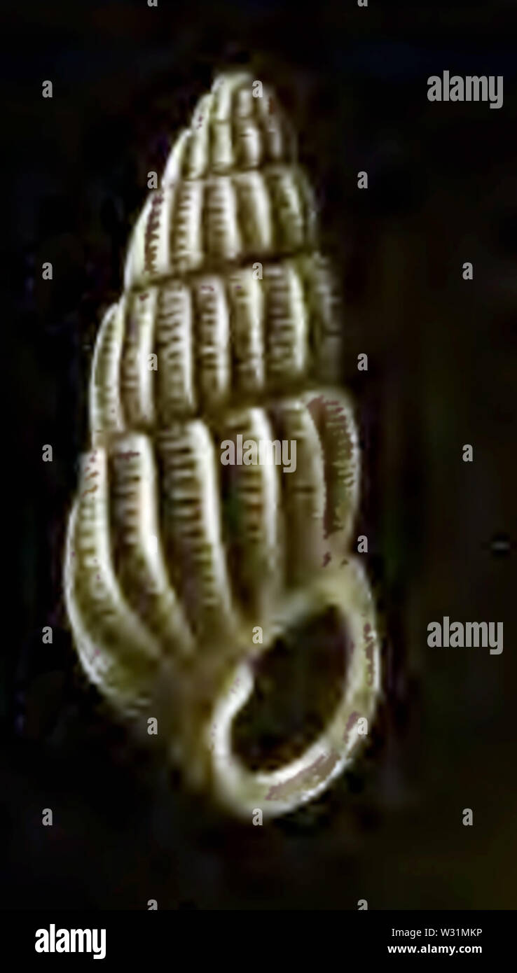 Pyrgulina lecta 001 Stock Photo - Alamy