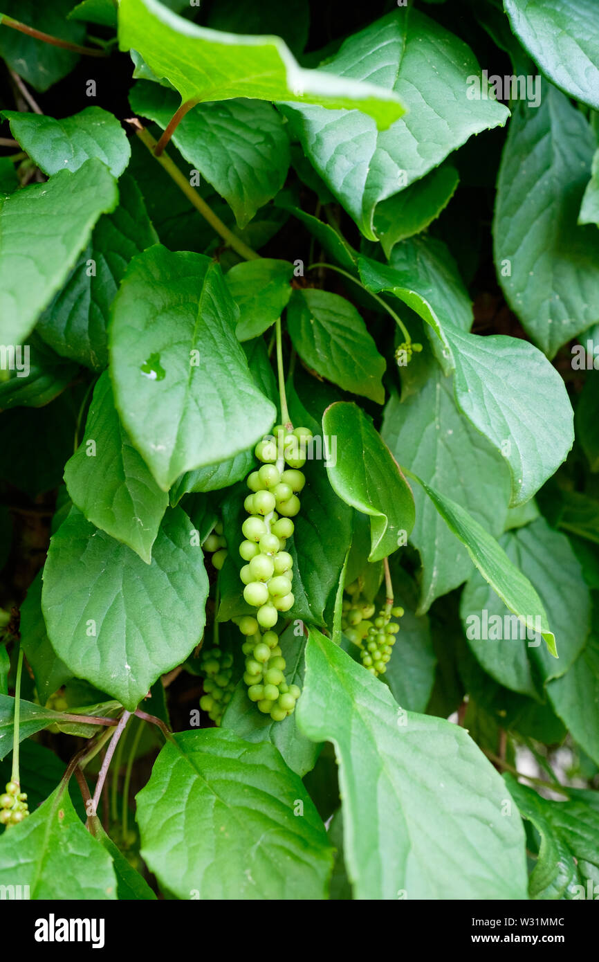 Schisandra Chinensis 'Eastern Prince' growing at Berkshire Botanical ...