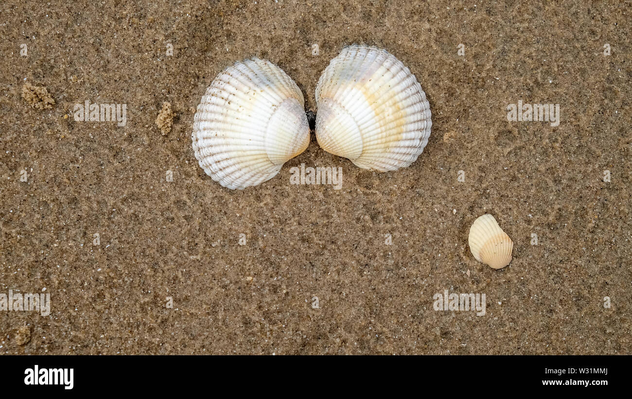 Sea shells on the see shore at New Brighton Stock Photo - Alamy