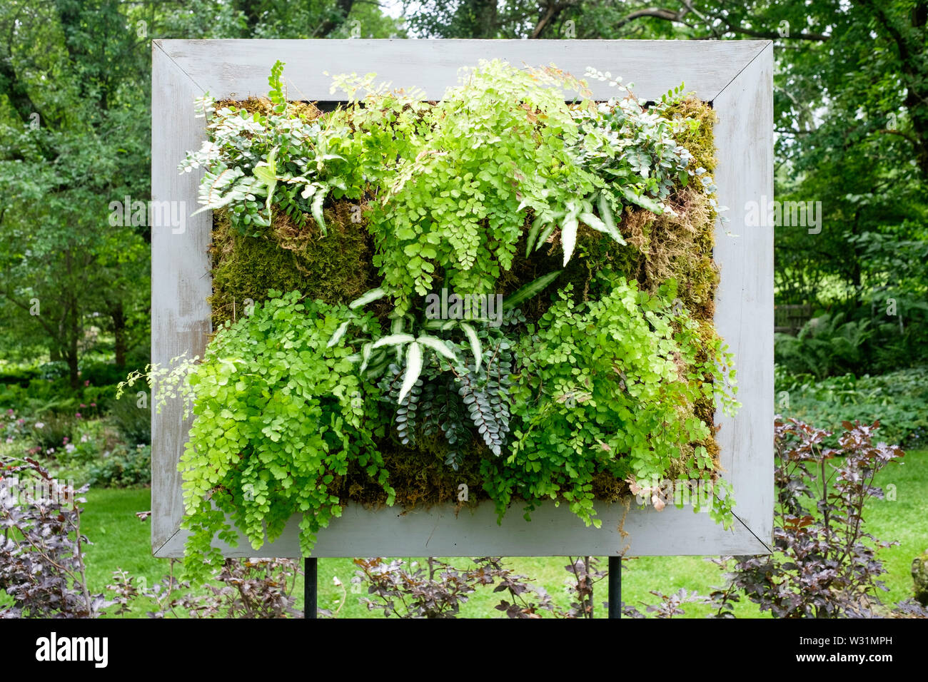 Ferns and moss hi-res stock photography and images - Alamy
