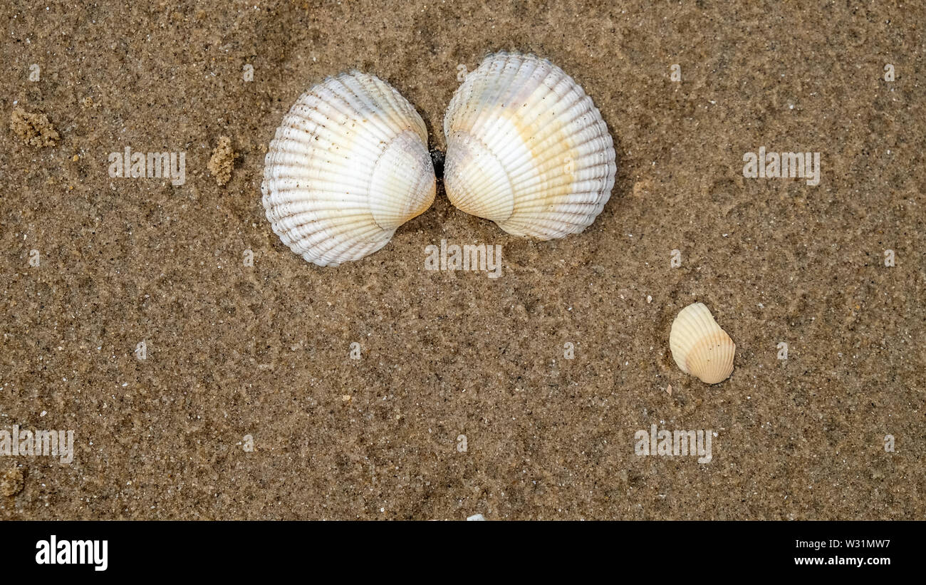 Sea shells on the see shore at New Brighton Stock Photo - Alamy