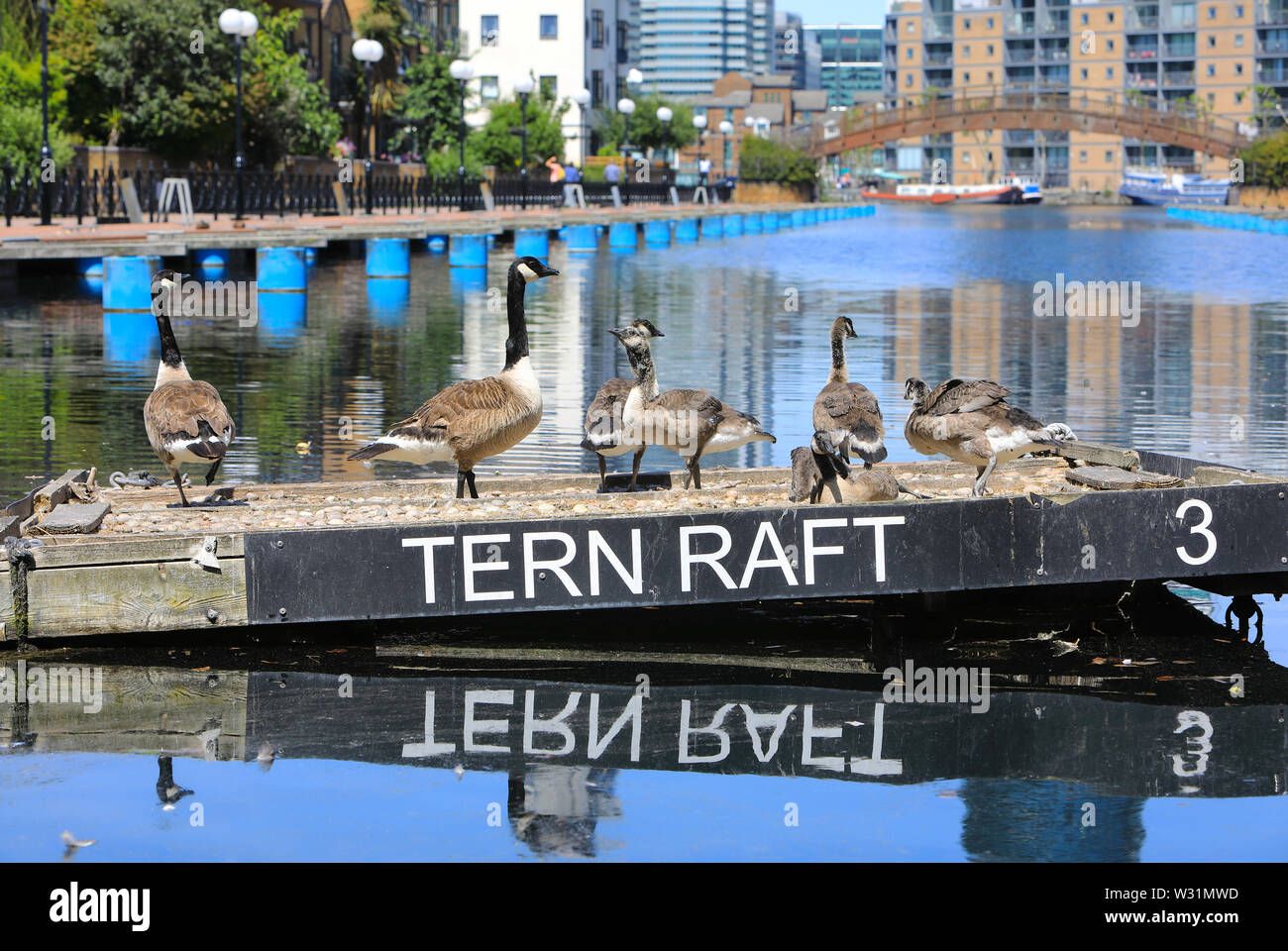 Tern raft hi-res stock photography and images - Alamy