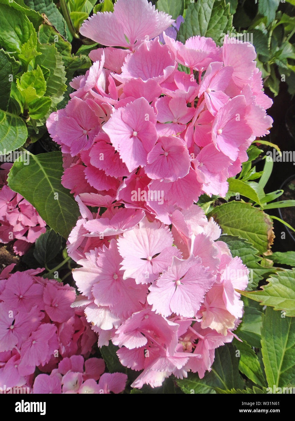Flower macro background fine art in high quality Hydrangea family ...