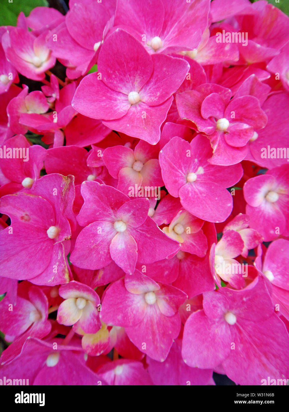 Flower macro background fine art in high quality Hydrangea family ...