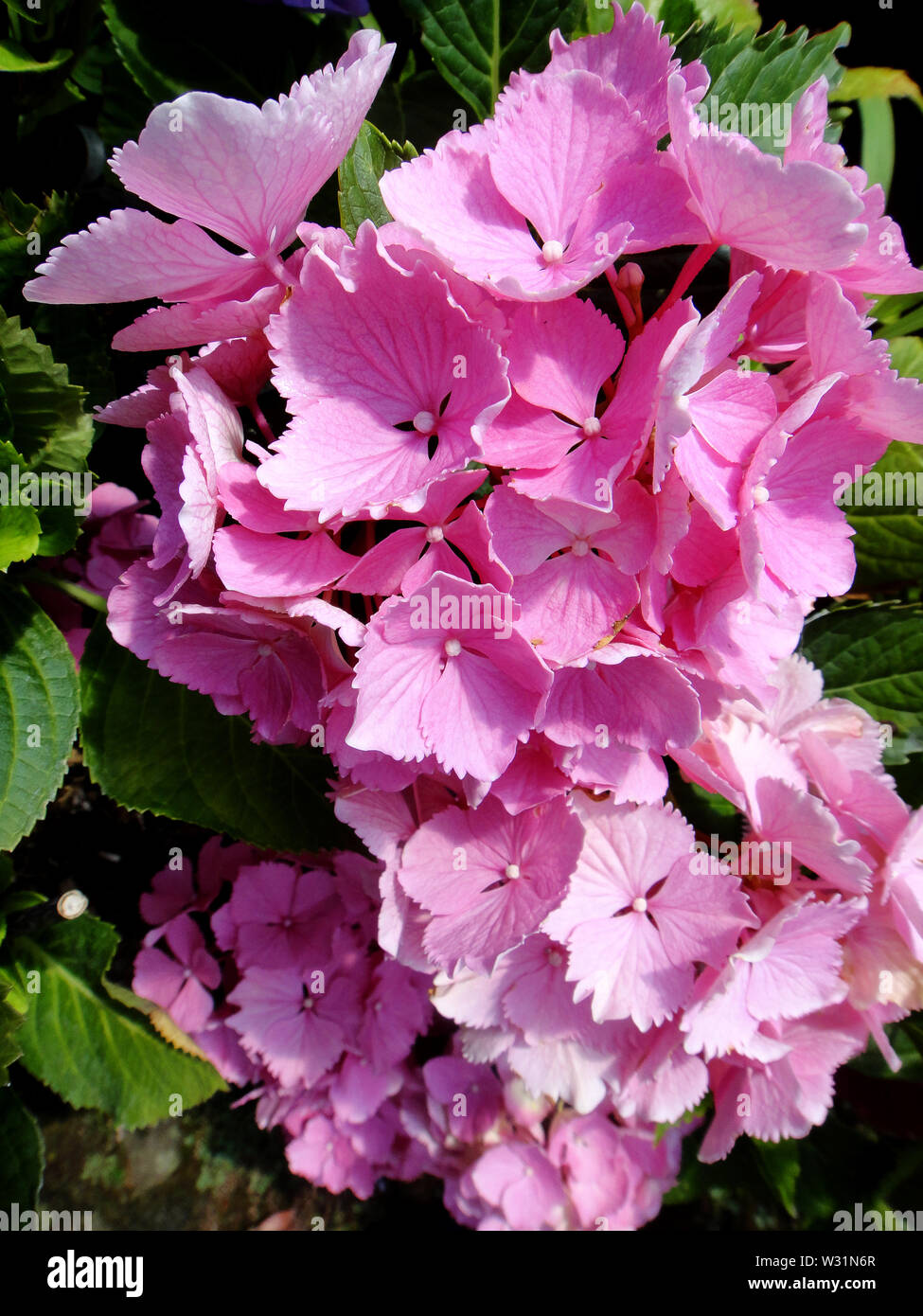 Flower macro background fine art in high quality Hydrangea family ...