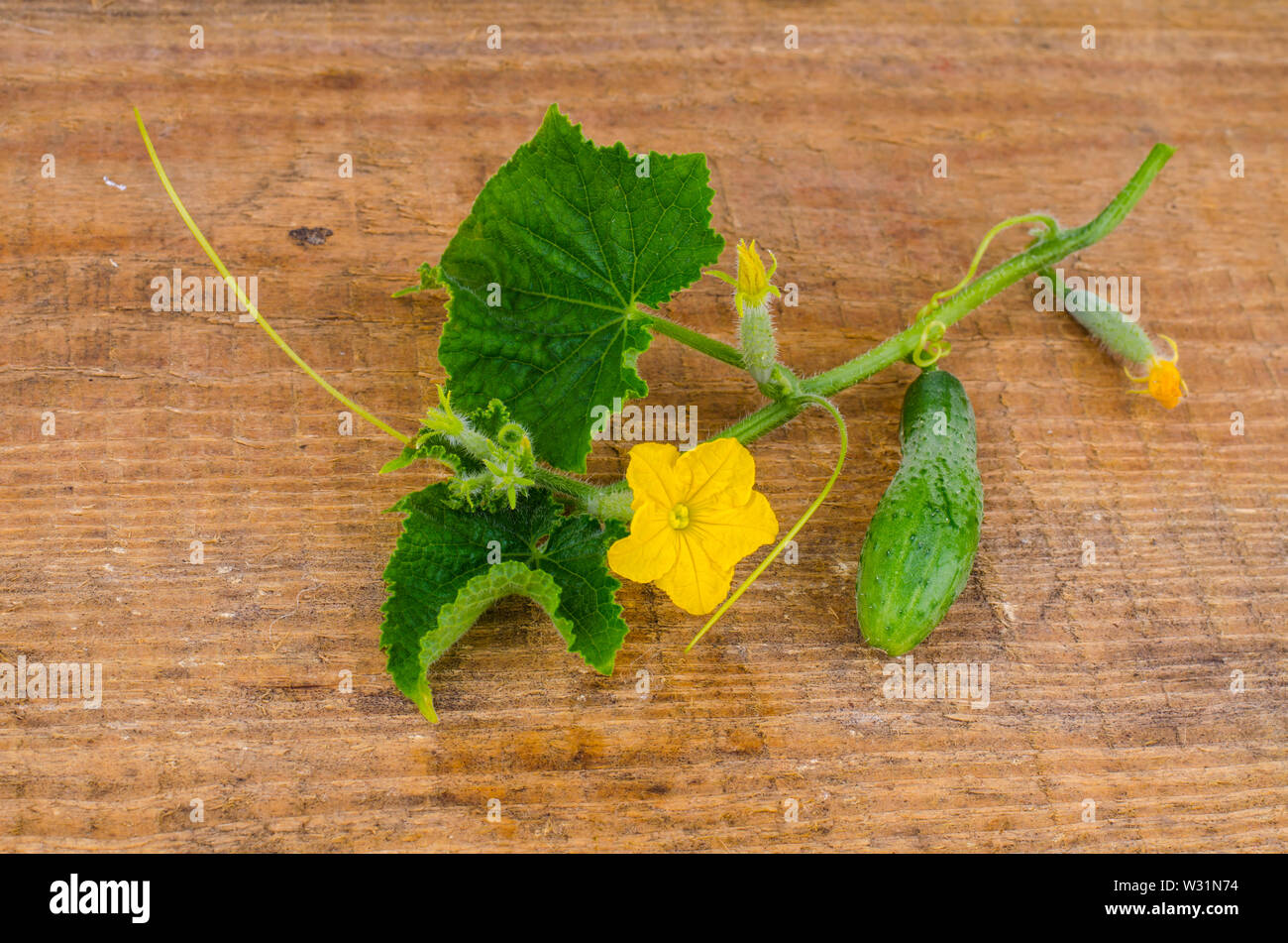 Young cucumber plant with flowers hi-res stock photography and images ...