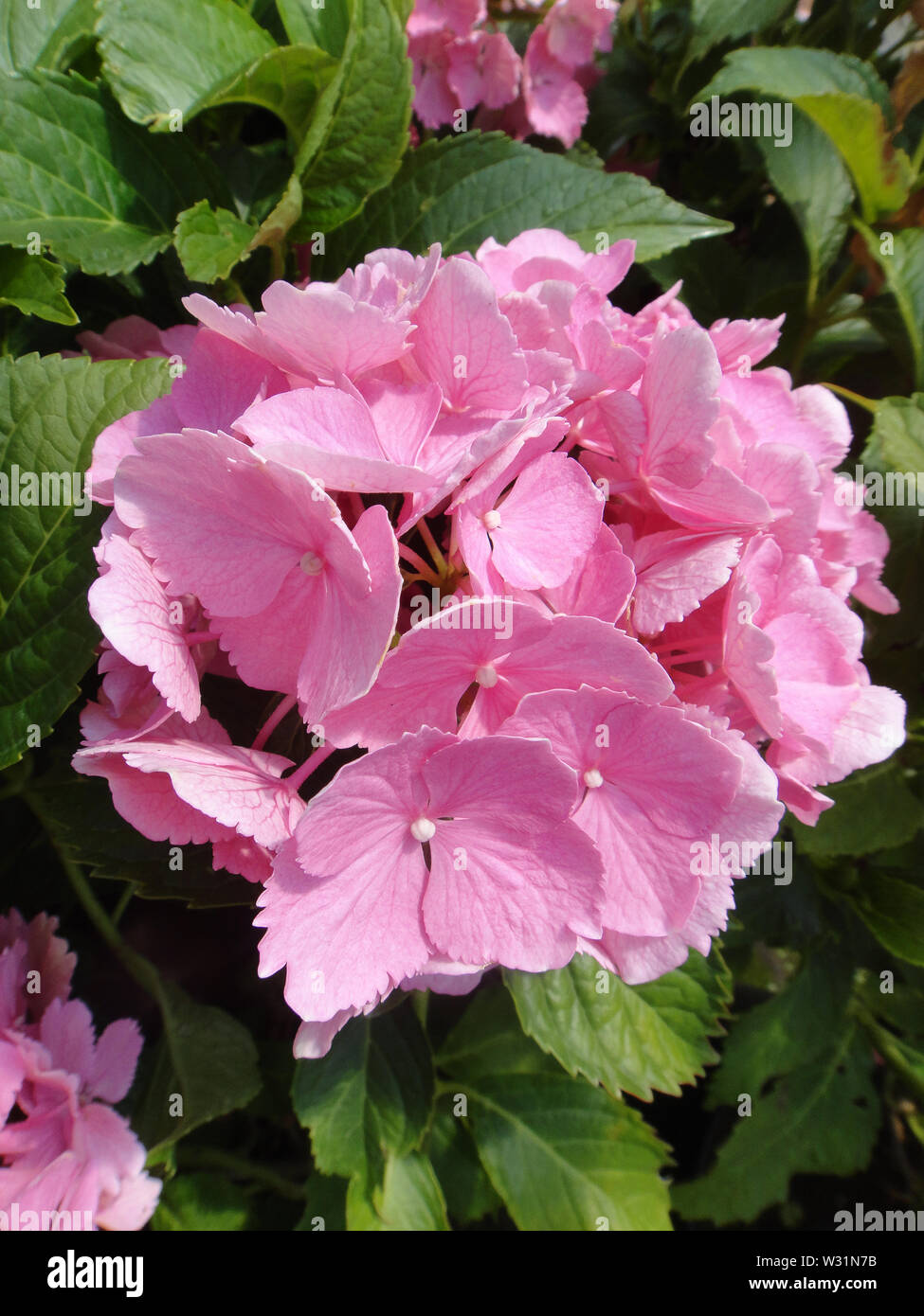Flower macro background fine art in high quality Hydrangea family ...