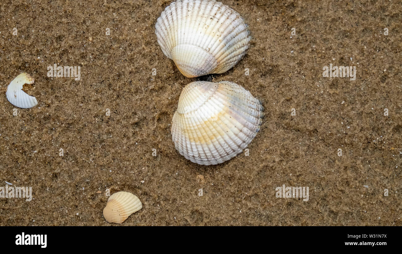 Sea shells on the see shore at New Brighton Stock Photo - Alamy
