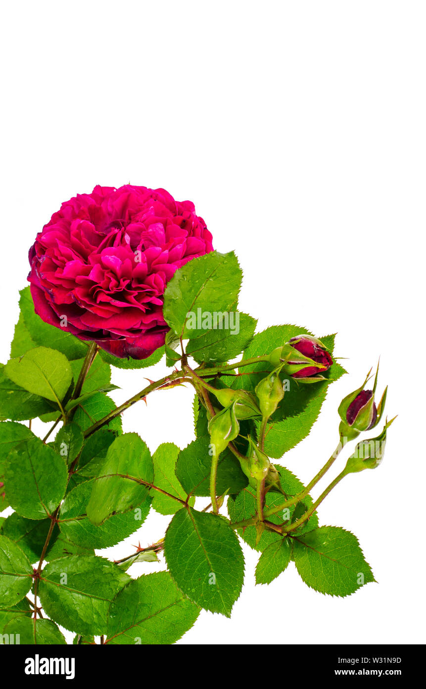 Dark pink rose hi-res stock photography and images - Alamy