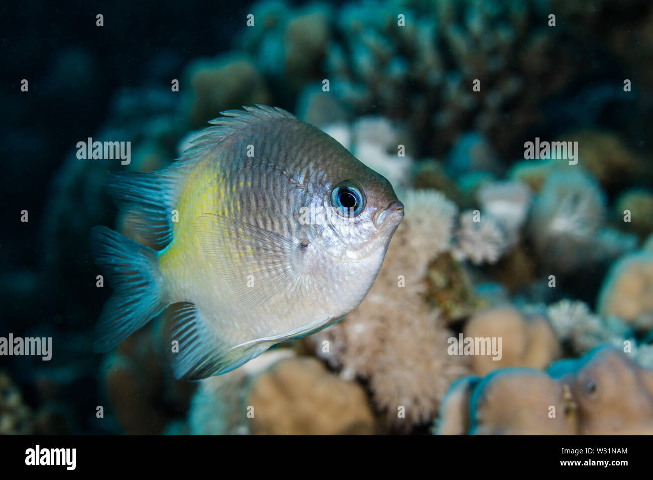 Yellow side damselfish hi-res stock photography and images - Alamy